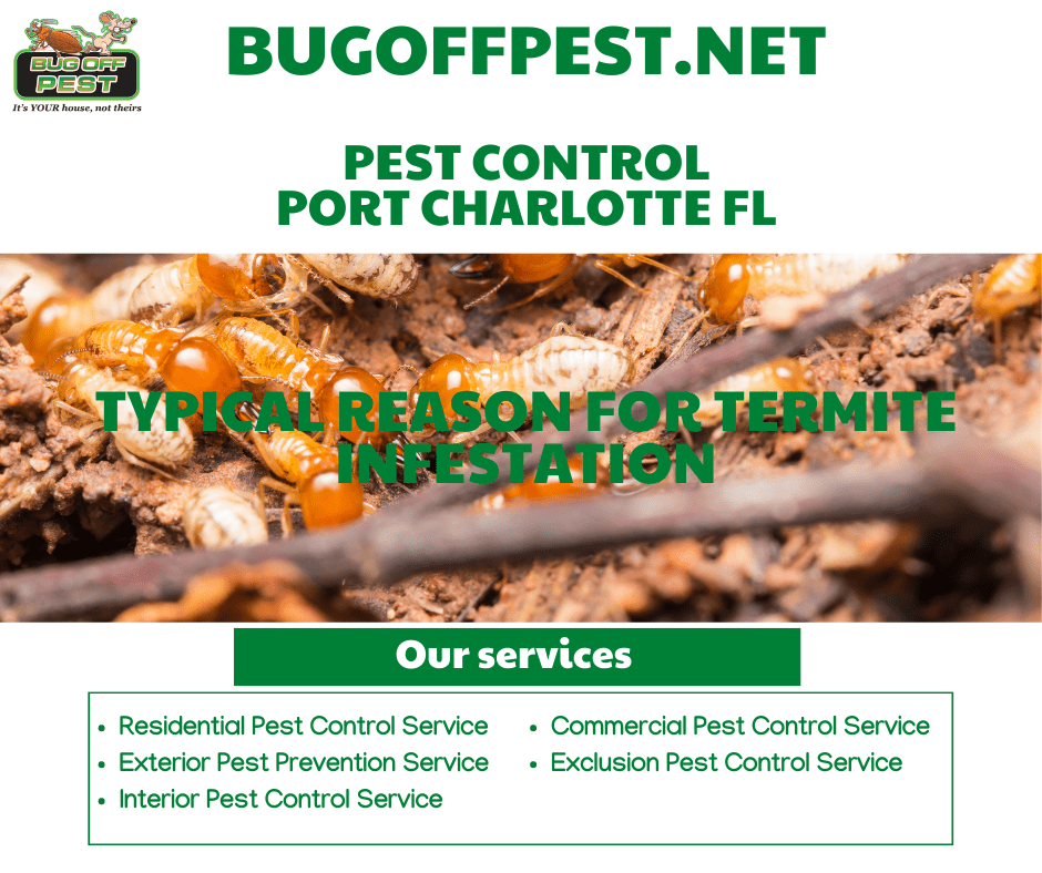 Typical reason for termite infestation - Bug Off Pest