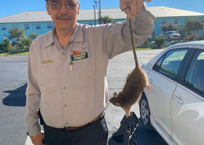 Frequently Asked Questions | Bug Off Pest